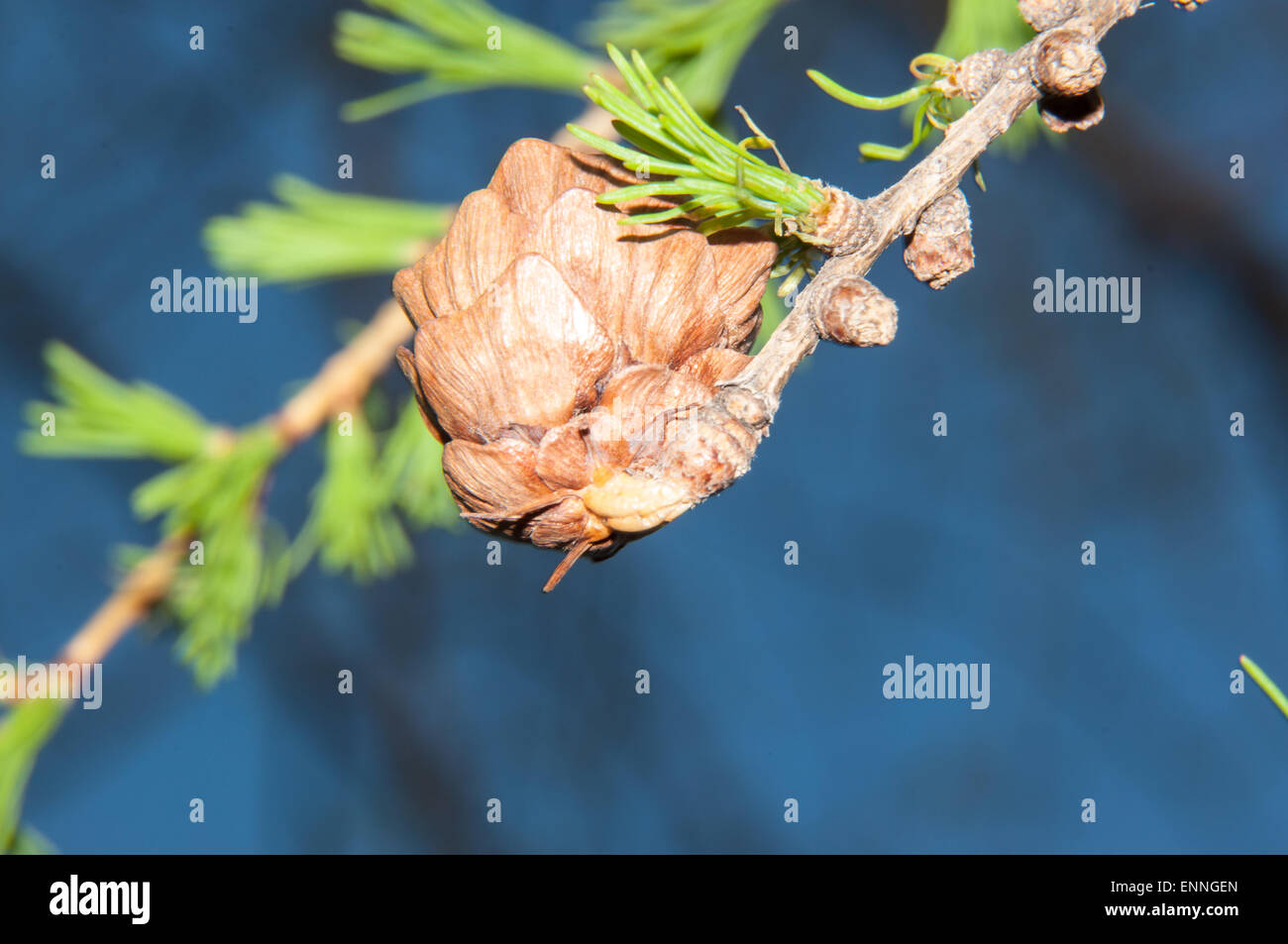 Larix genus of deciduous coniferous plant family Pinaceae Stock Photo ...