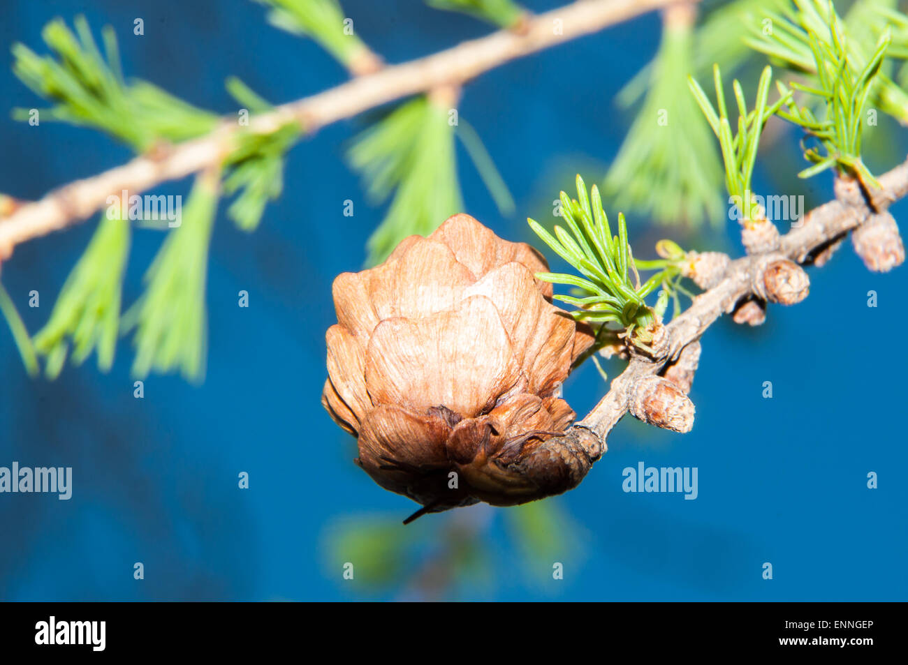 Larix genus of deciduous coniferous plant family Pinaceae Stock Photo ...