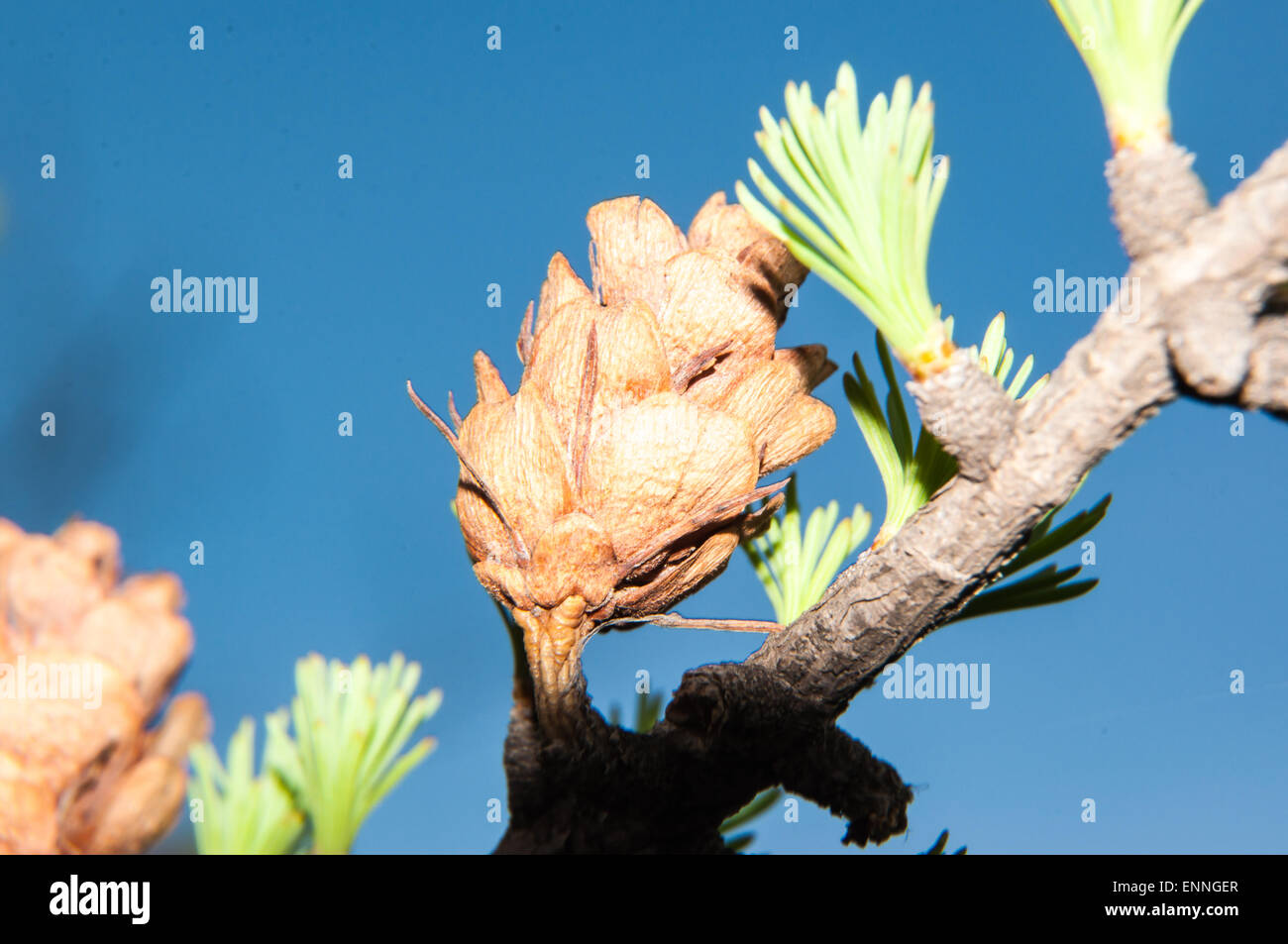 Larix genus of deciduous coniferous plant family Pinaceae Stock Photo ...