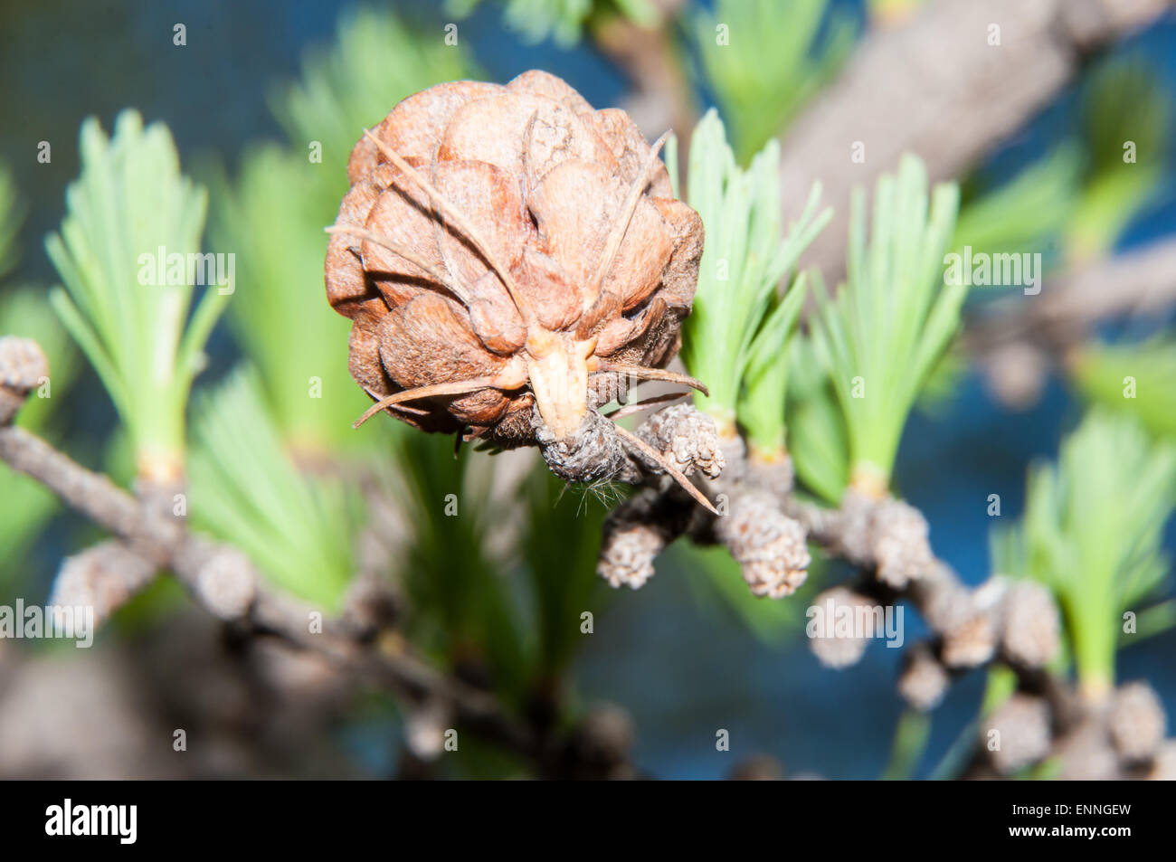 Larix genus of deciduous coniferous plant family Pinaceae Stock Photo ...