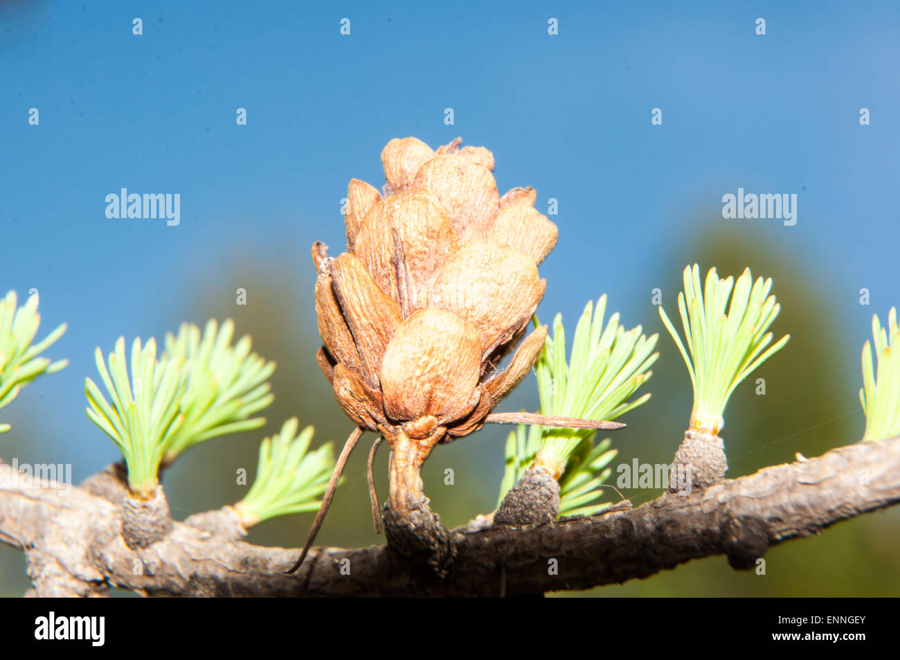 Larix genus of deciduous coniferous plant family Pinaceae Stock Photo ...