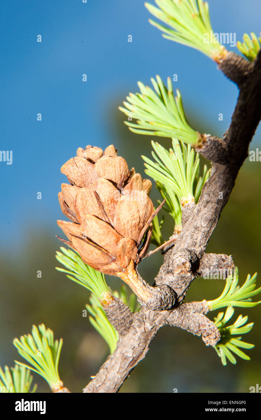 Larix genus of deciduous coniferous plant family Pinaceae Stock Photo ...