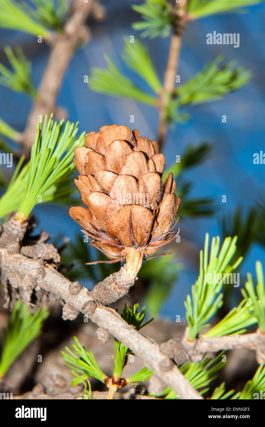 Larix genus of deciduous coniferous plant family Pinaceae Stock Photo ...