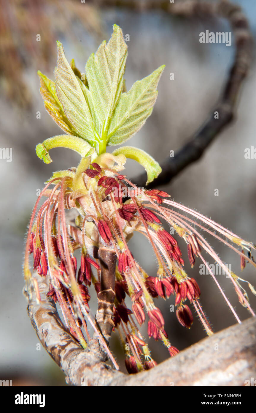 Maple tree and Bush species of plants in the family Sapindaceae Stock ...