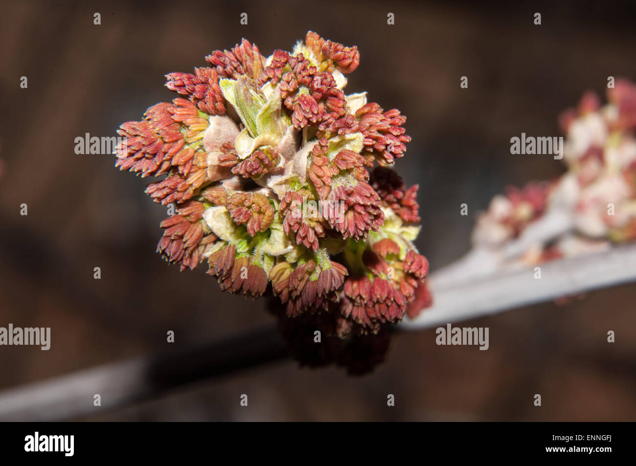 Maple tree and Bush species of plants in the family Sapindaceae Stock ...