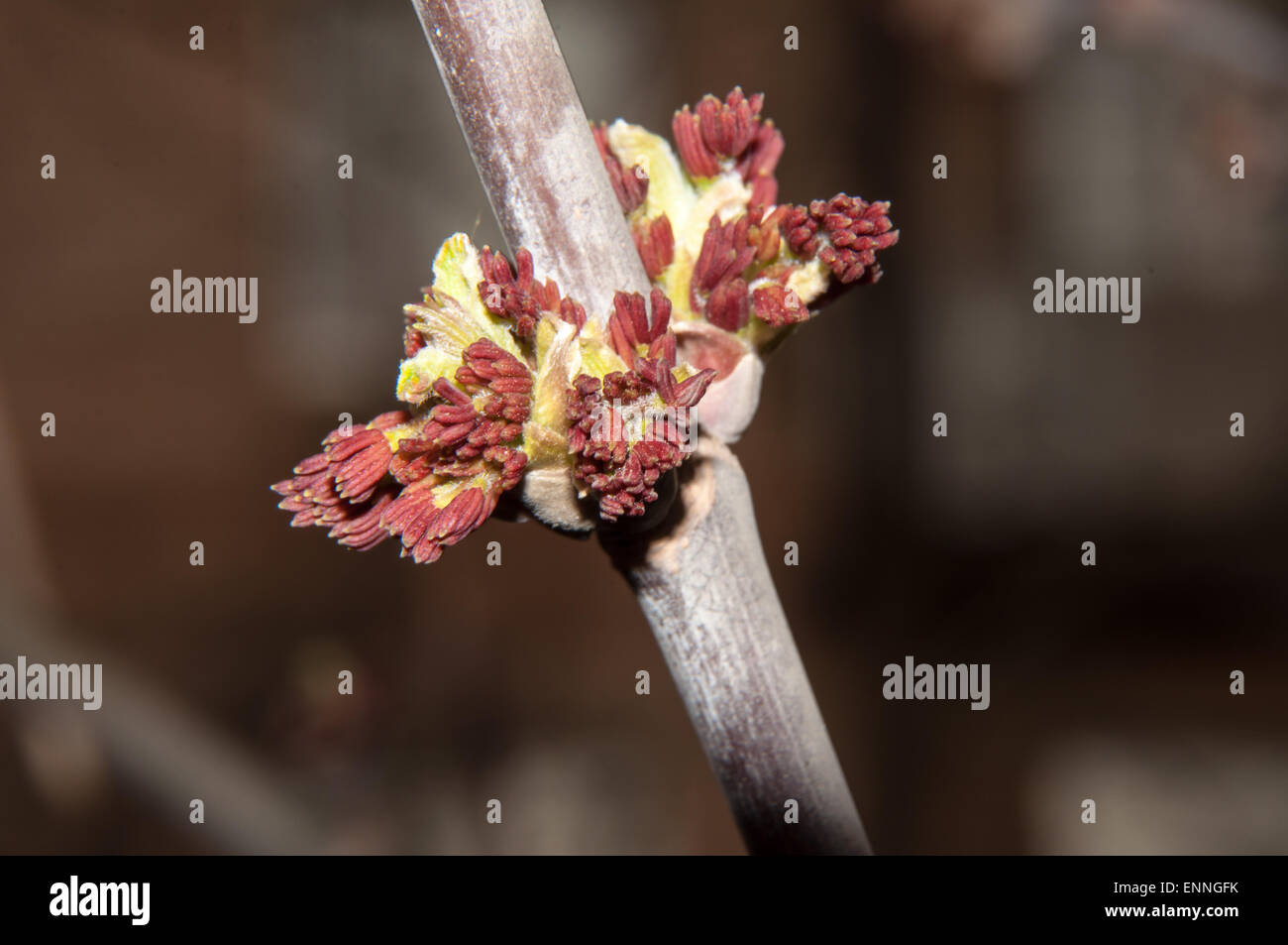 Maple tree and Bush species of plants in the family Sapindaceae Stock ...