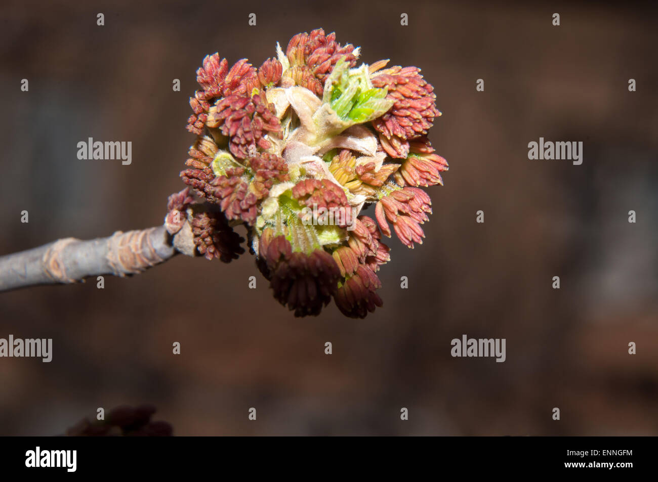 Maple tree and Bush species of plants in the family Sapindaceae Stock ...