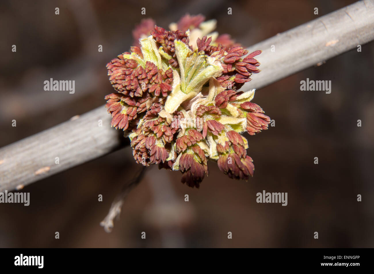Maple tree and Bush species of plants in the family Sapindaceae Stock ...