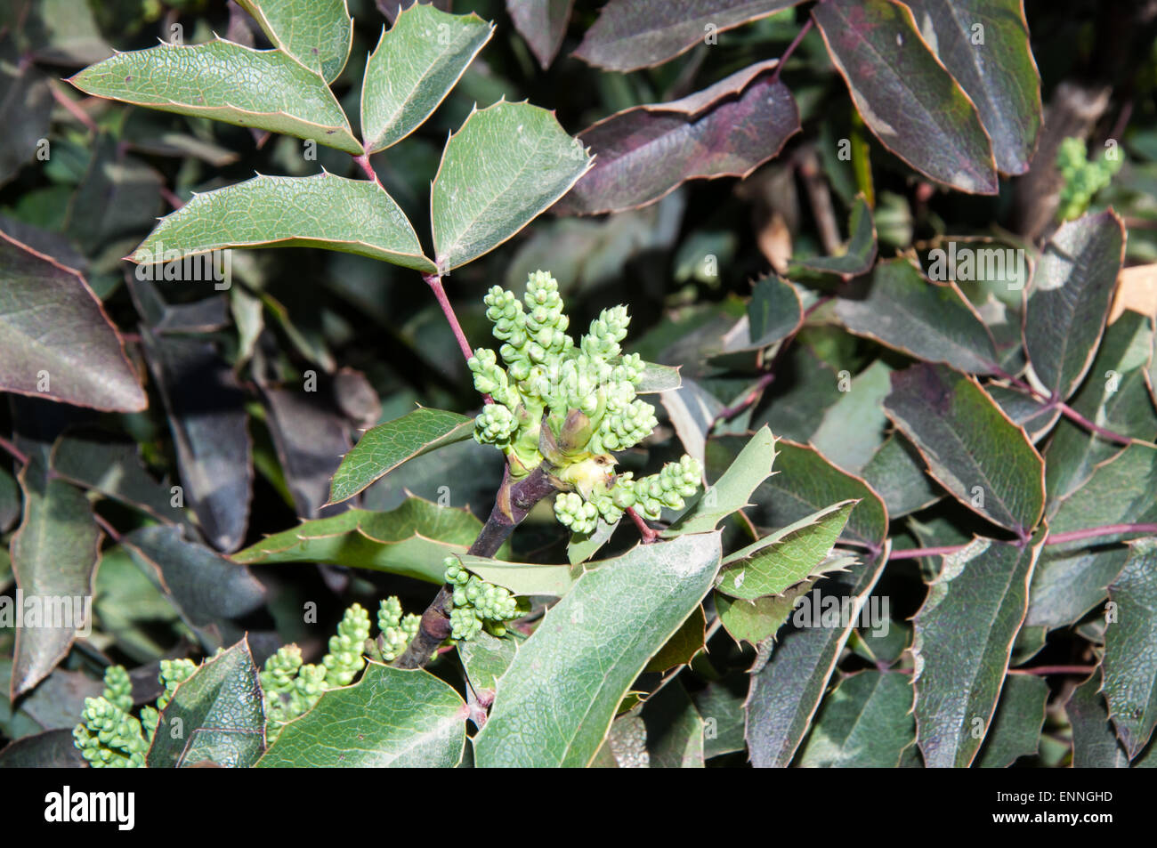 Mahonia aquifolium evergreen shrubs, the genus Mahonia Stock Photo - Alamy