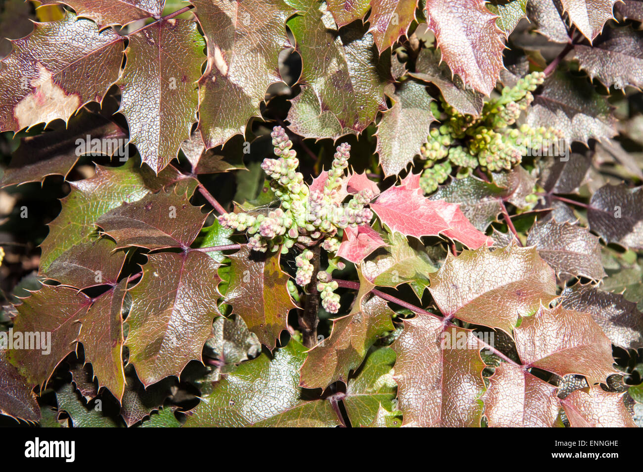 Mahonia aquifolium evergreen shrubs, the genus Mahonia Stock Photo - Alamy