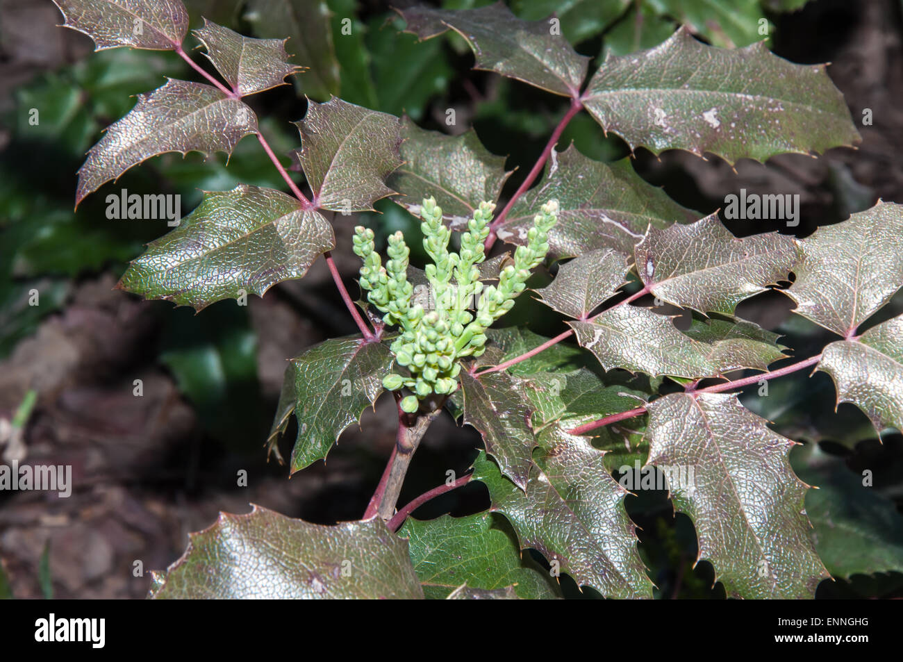 Mahonia aquifolium evergreen shrubs, the genus Mahonia Stock Photo - Alamy