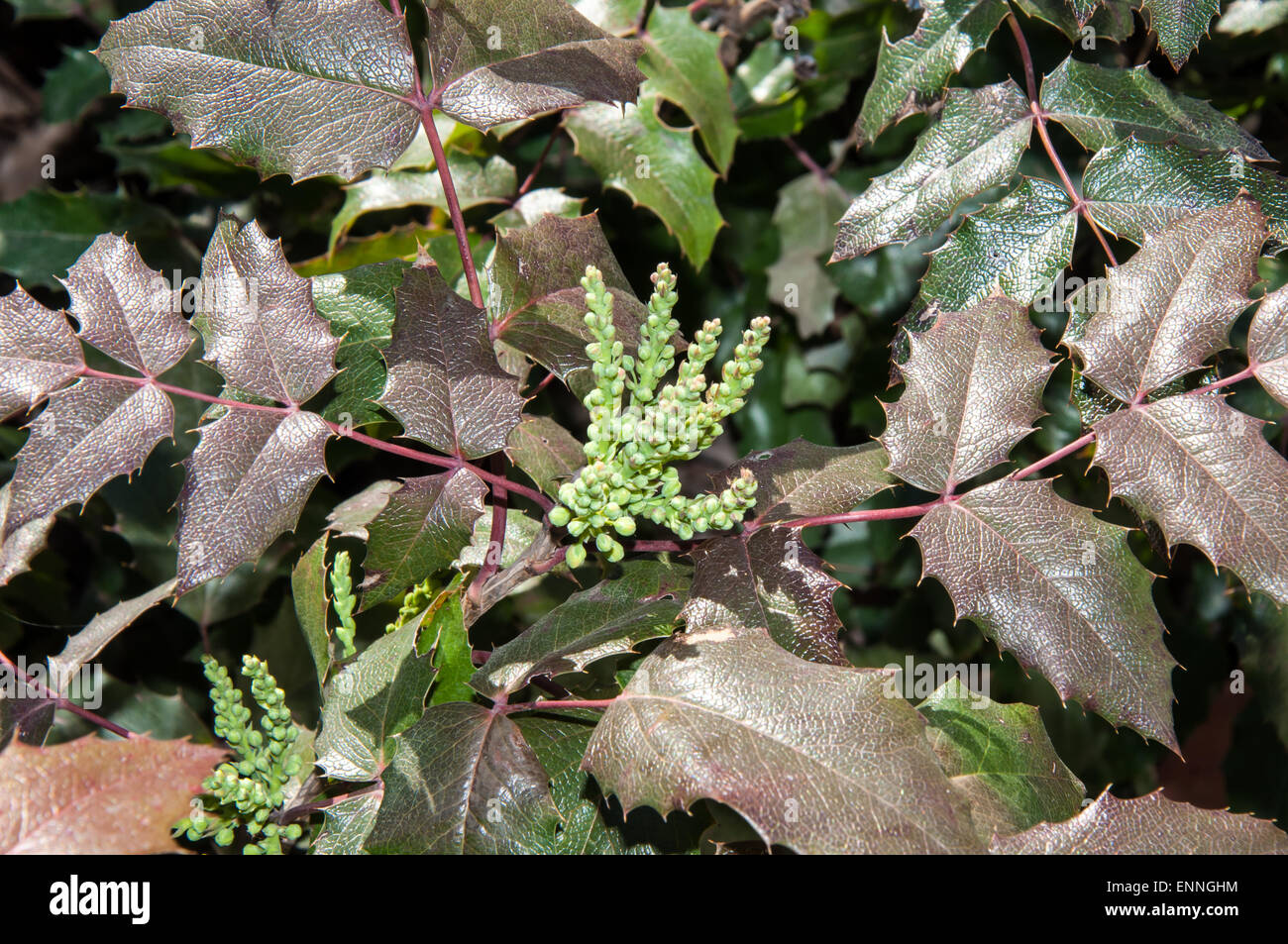 Mahonia aquifolium evergreen shrubs, the genus Mahonia Stock Photo - Alamy