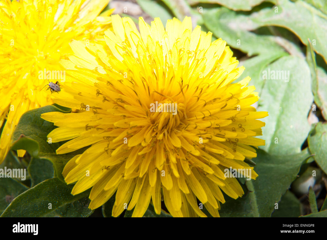Dandelion is a genus of perennial herbaceous plants in the family ...