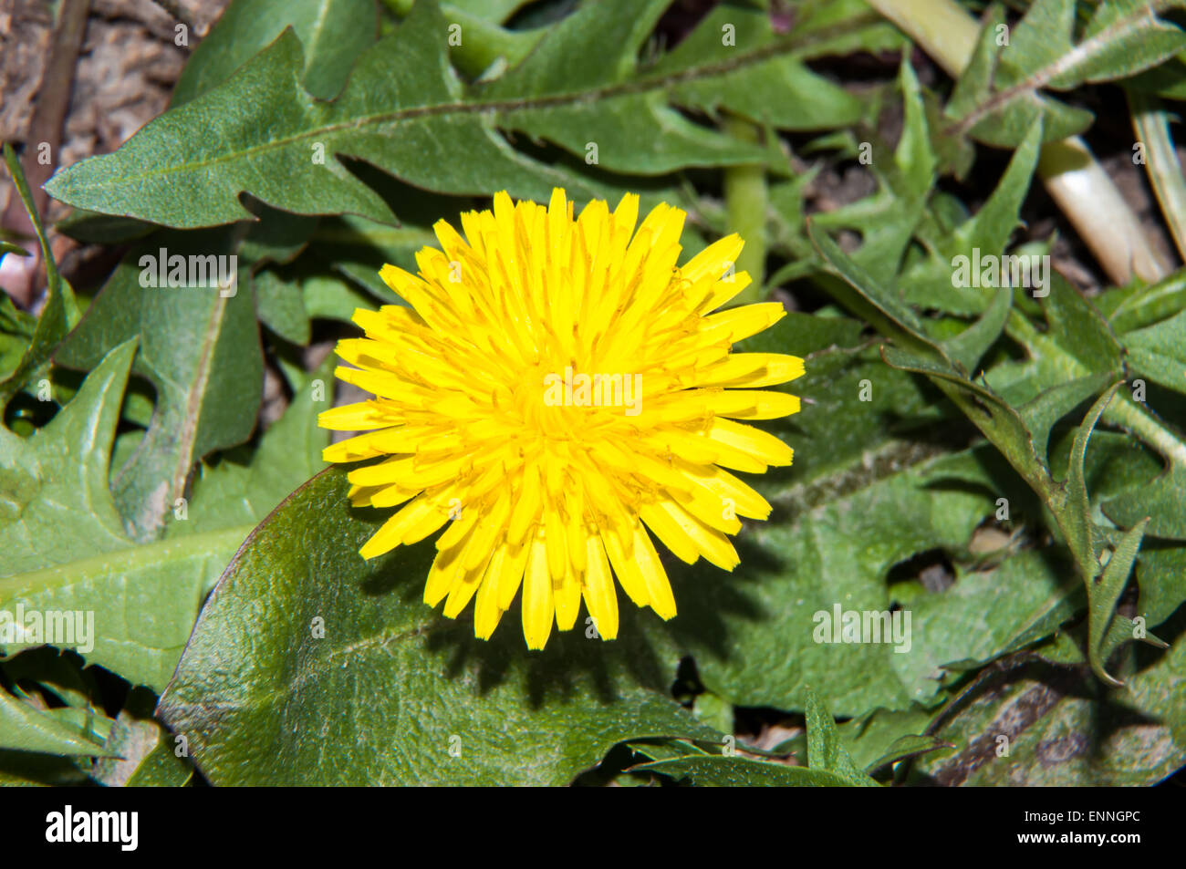 Dandelion is a genus of perennial herbaceous plants in the family ...