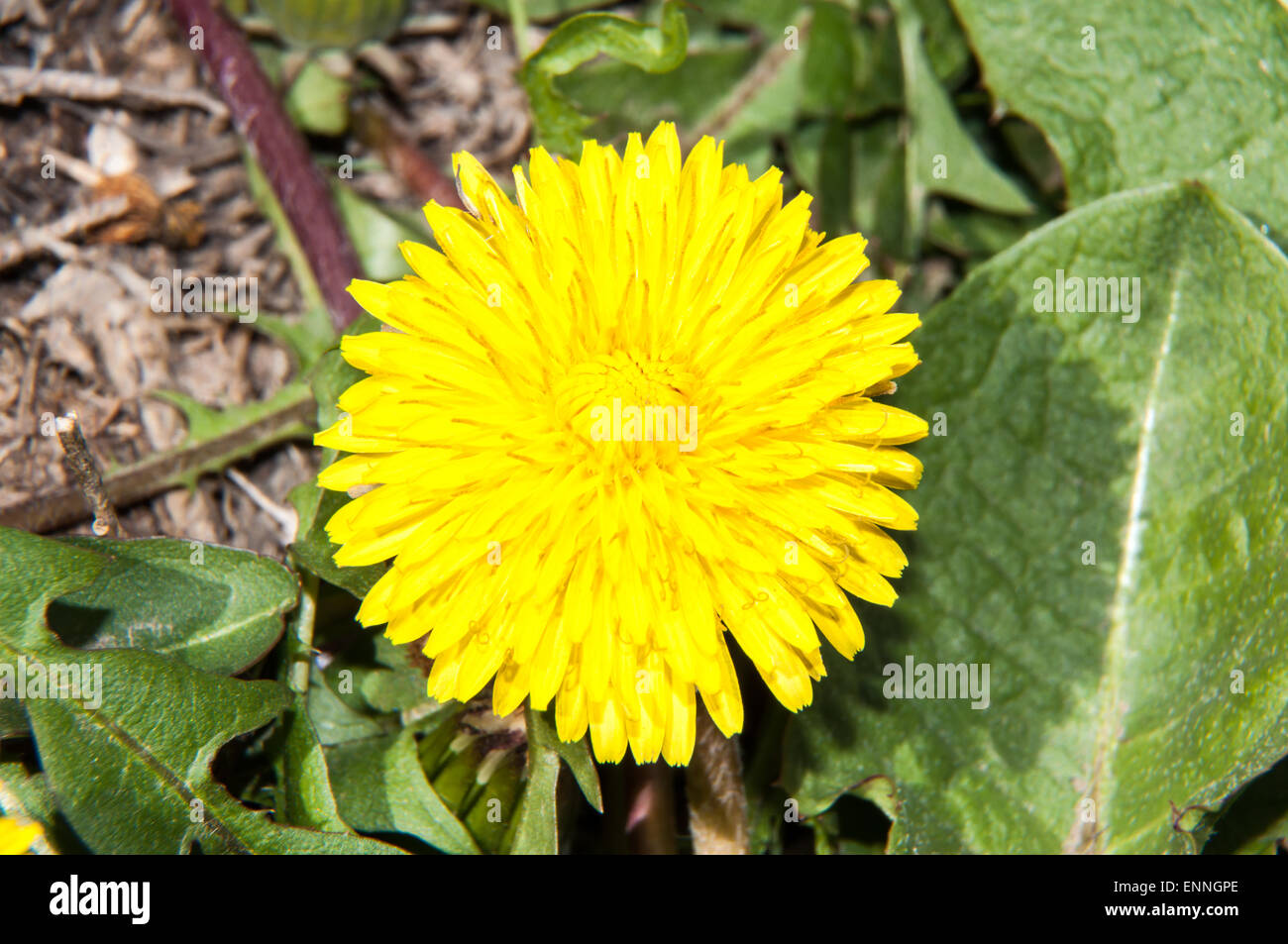 Dandelion is a genus of perennial herbaceous plants in the family ...