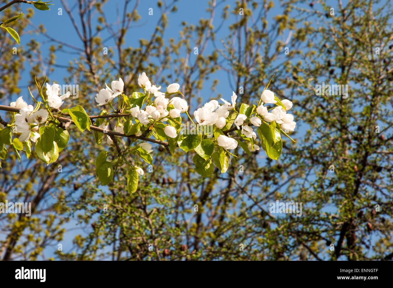 Spring flowers apple tree after rain hi-res stock photography and ...
