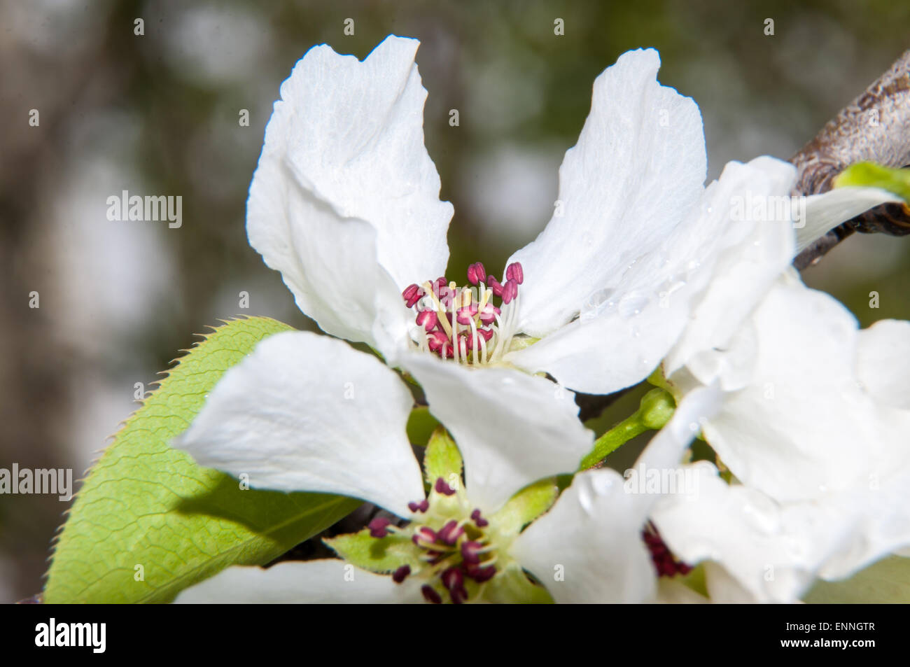 Spring flowers apple tree after rain hi-res stock photography and ...