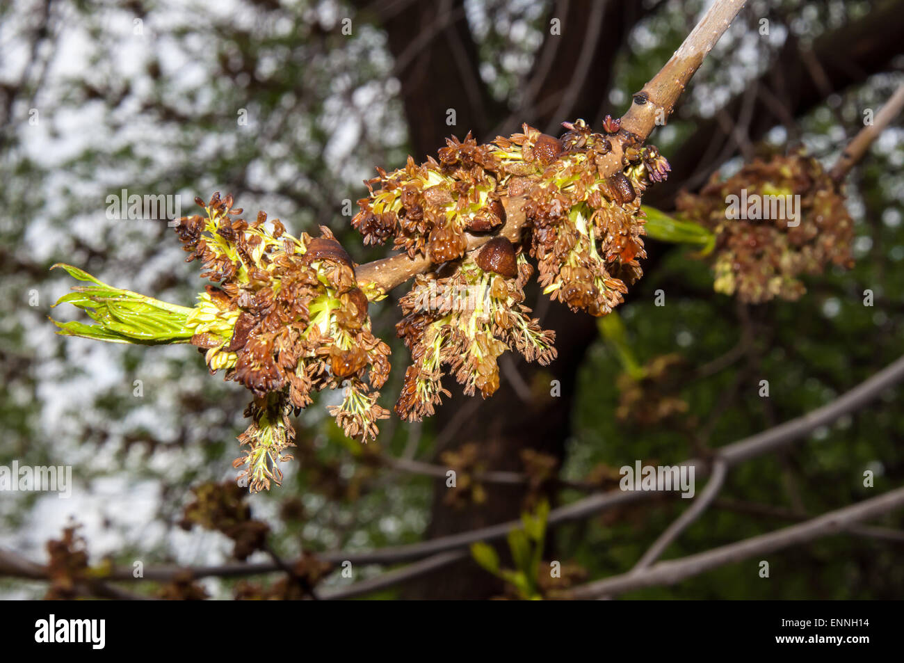 Spring flowering Maple after the rain Stock Photo - Alamy