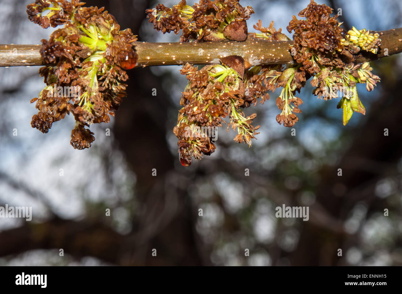 Spring flowering Maple after the rain Stock Photo - Alamy