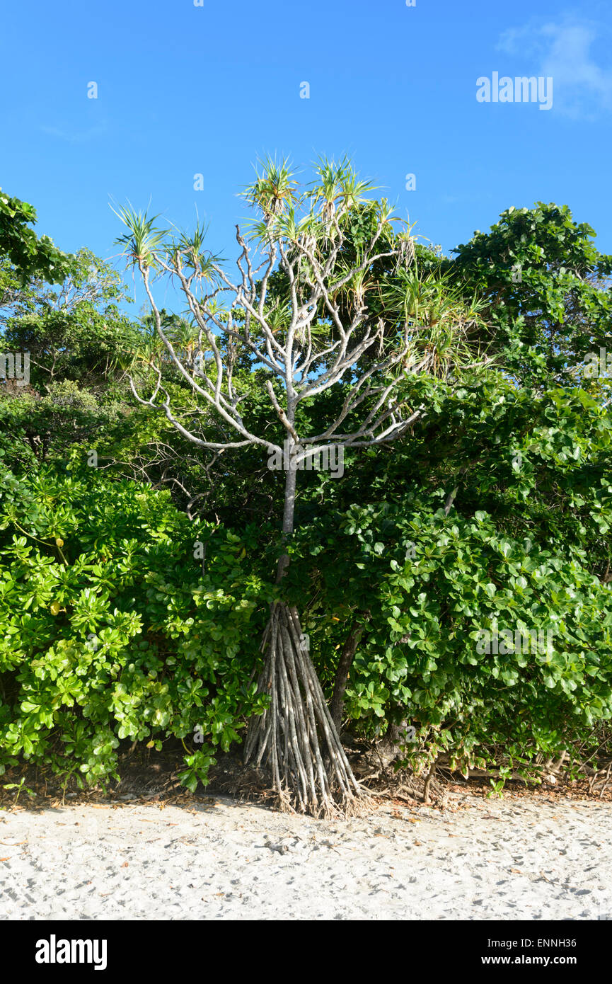 Pandanus roots hi-res stock photography and images - Alamy
