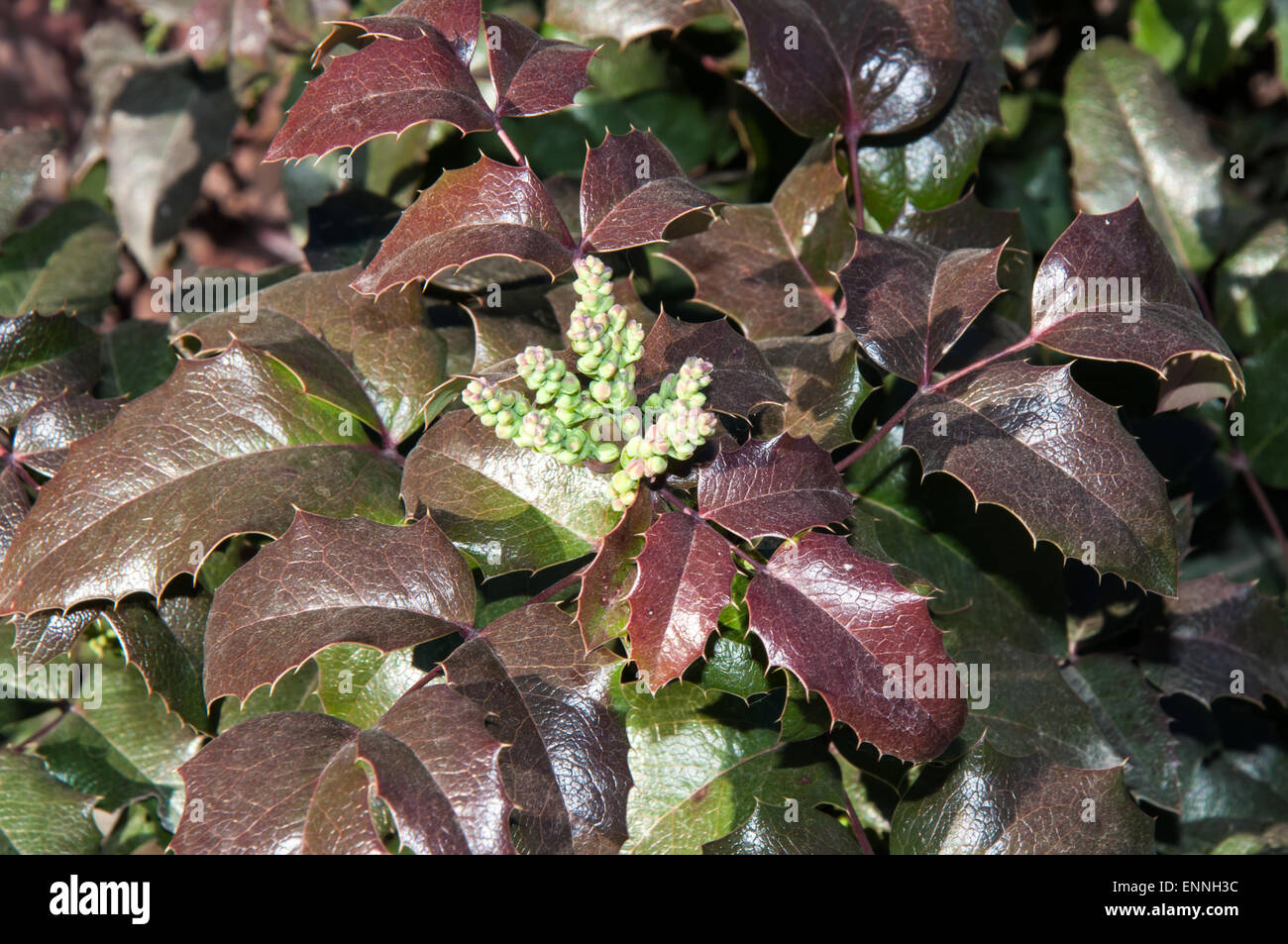 Mahonia aquifolium evergreen shrubs, the genus Mahonia Stock Photo - Alamy