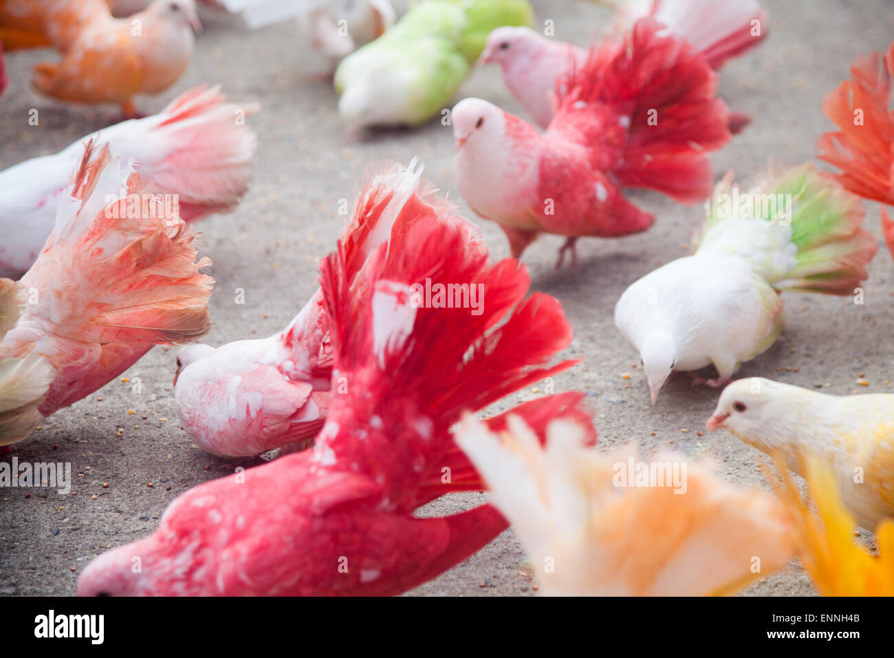 A bunch of colored doves from Thailand Stock Photo - Alamy