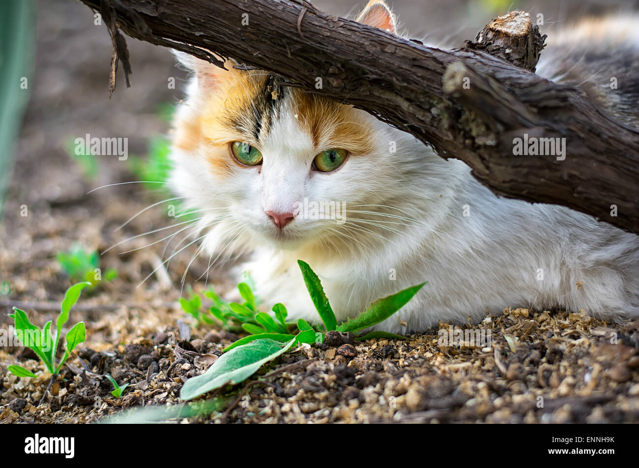 fluffy cat lying on the ground,hiding behind barrel of grapes.Selective ...