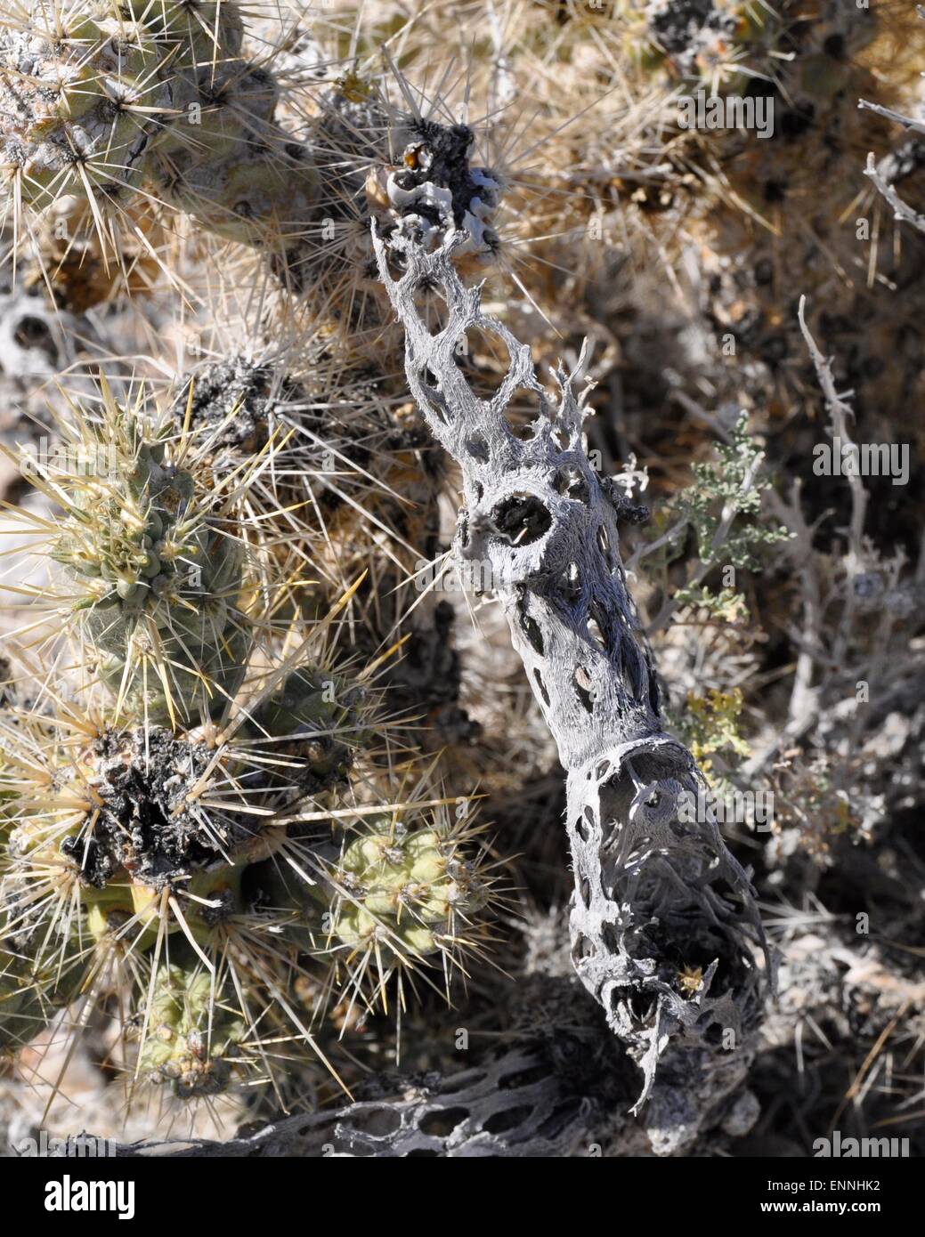 Silver Cholla Cactus High Resolution Stock Photography and Images - Alamy