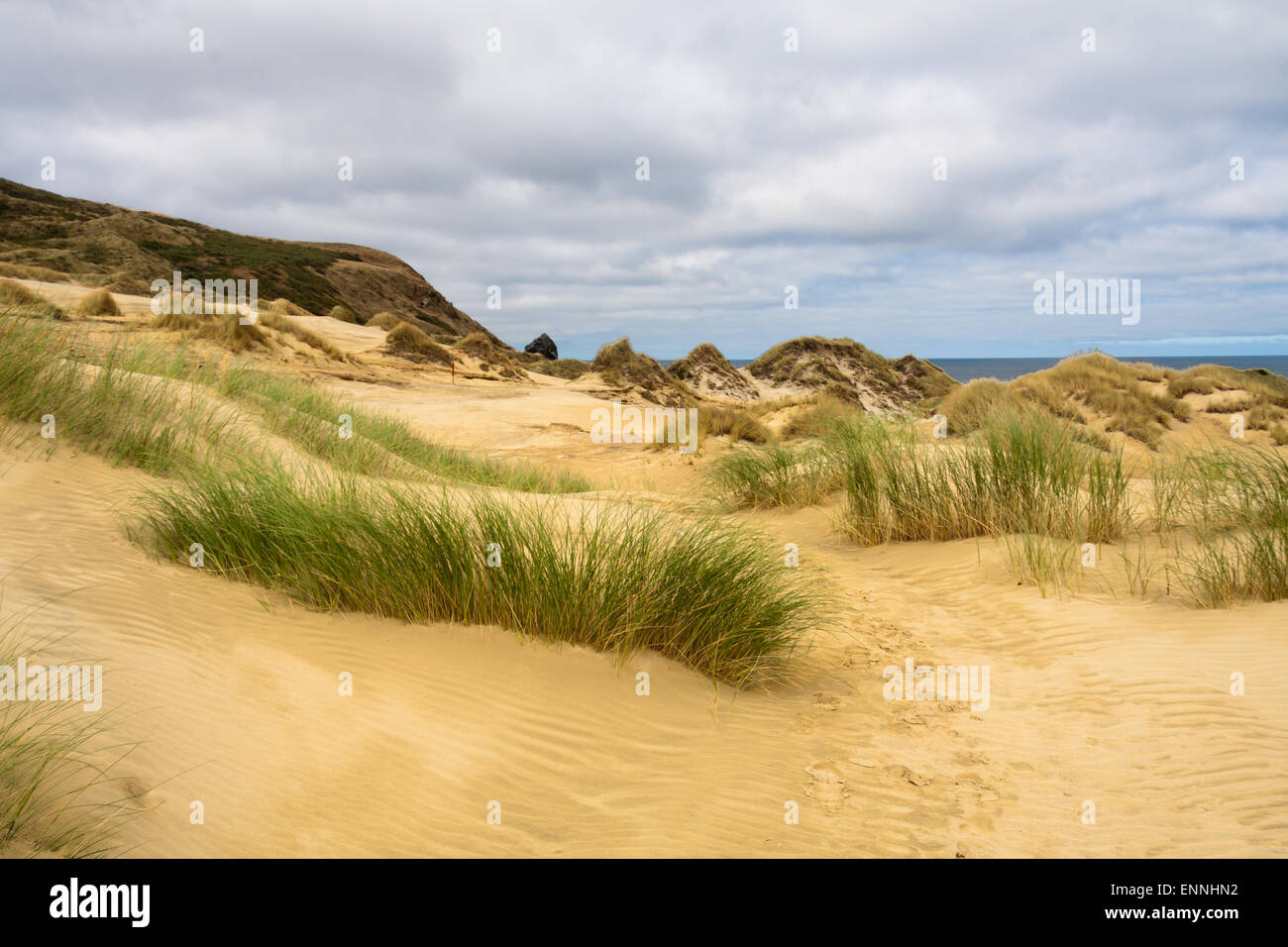 Grassy sand dunes in Sandfly Bay, Otago Peninsular, South Island, New ...