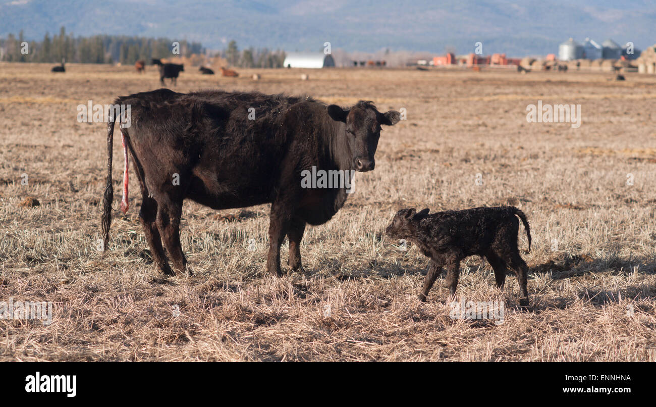 Horizontal composition cow mother and fresh calf in the field on the ...
