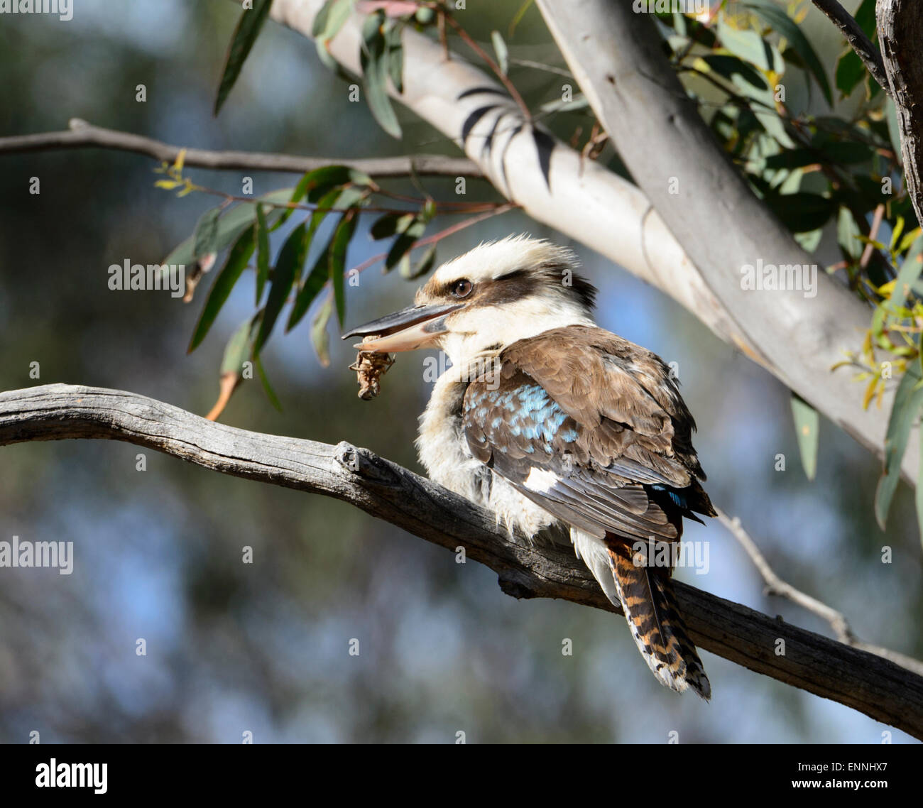 Australian bird eating an insect hi-res stock photography and images ...