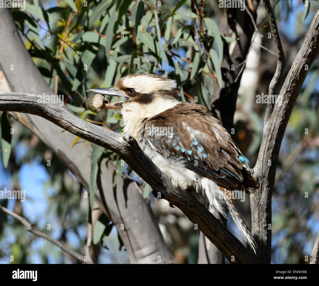 Australian bird eating an insect hi-res stock photography and images ...