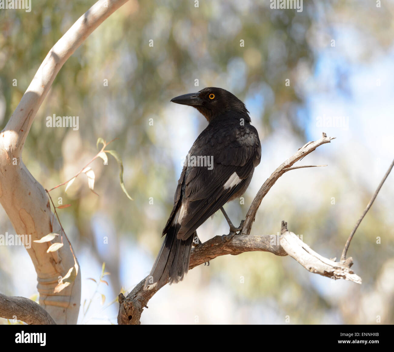 Australian pied currawong hi-res stock photography and images - Alamy