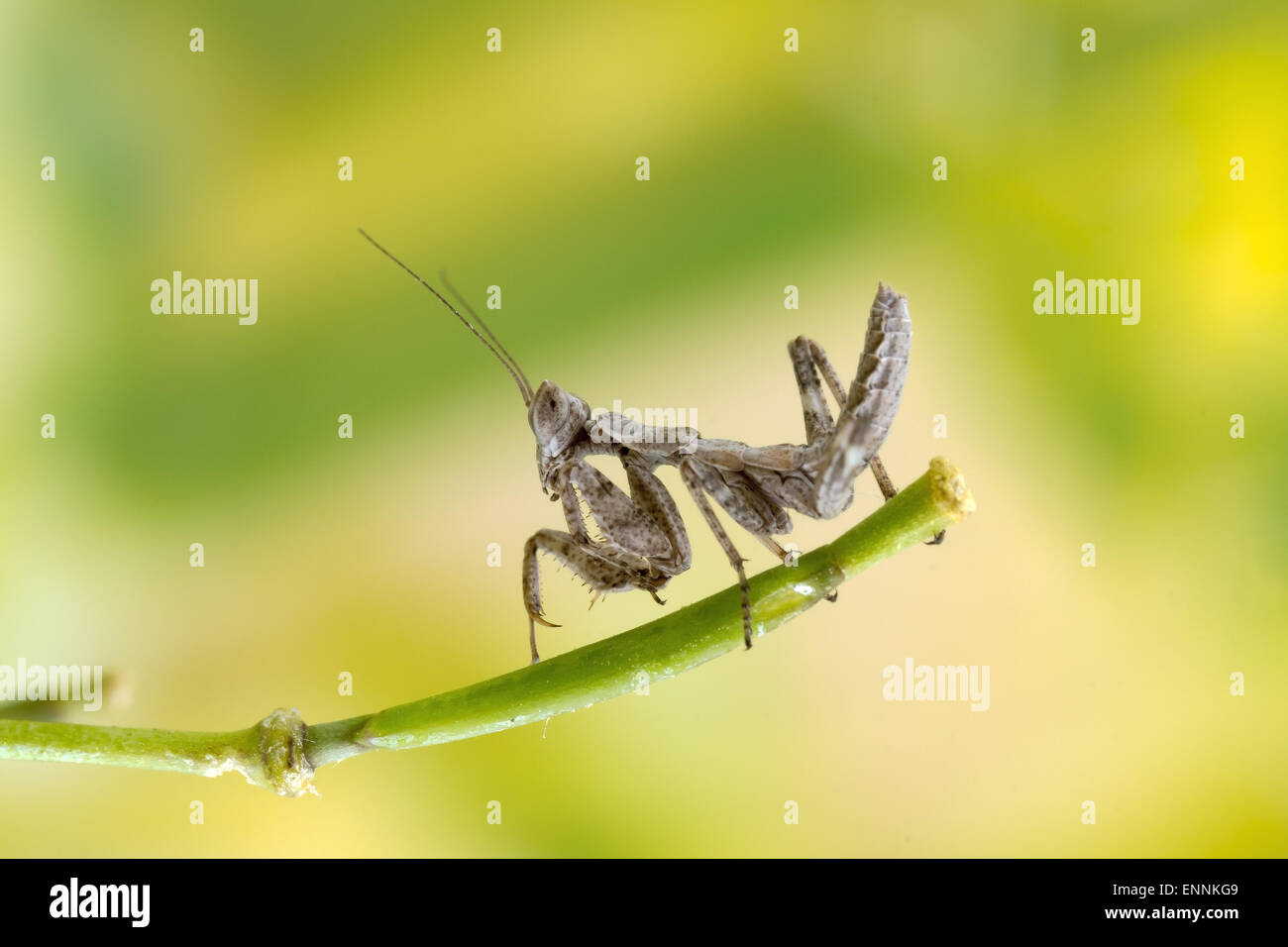 A very small and young immature praying mantis Stock Photo - Alamy