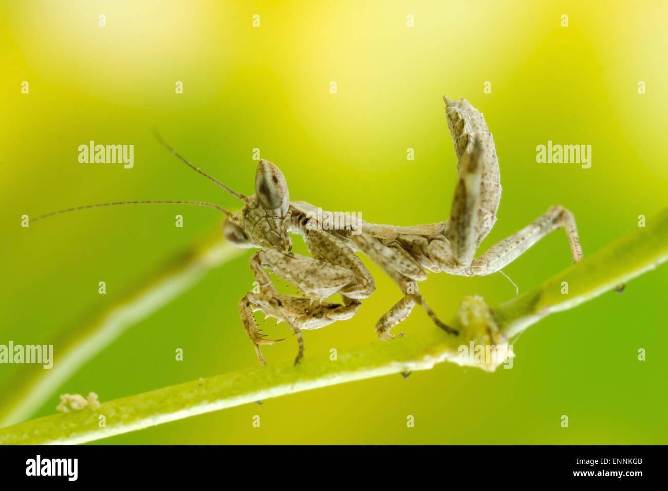 A very small and young immature praying mantis Stock Photo - Alamy