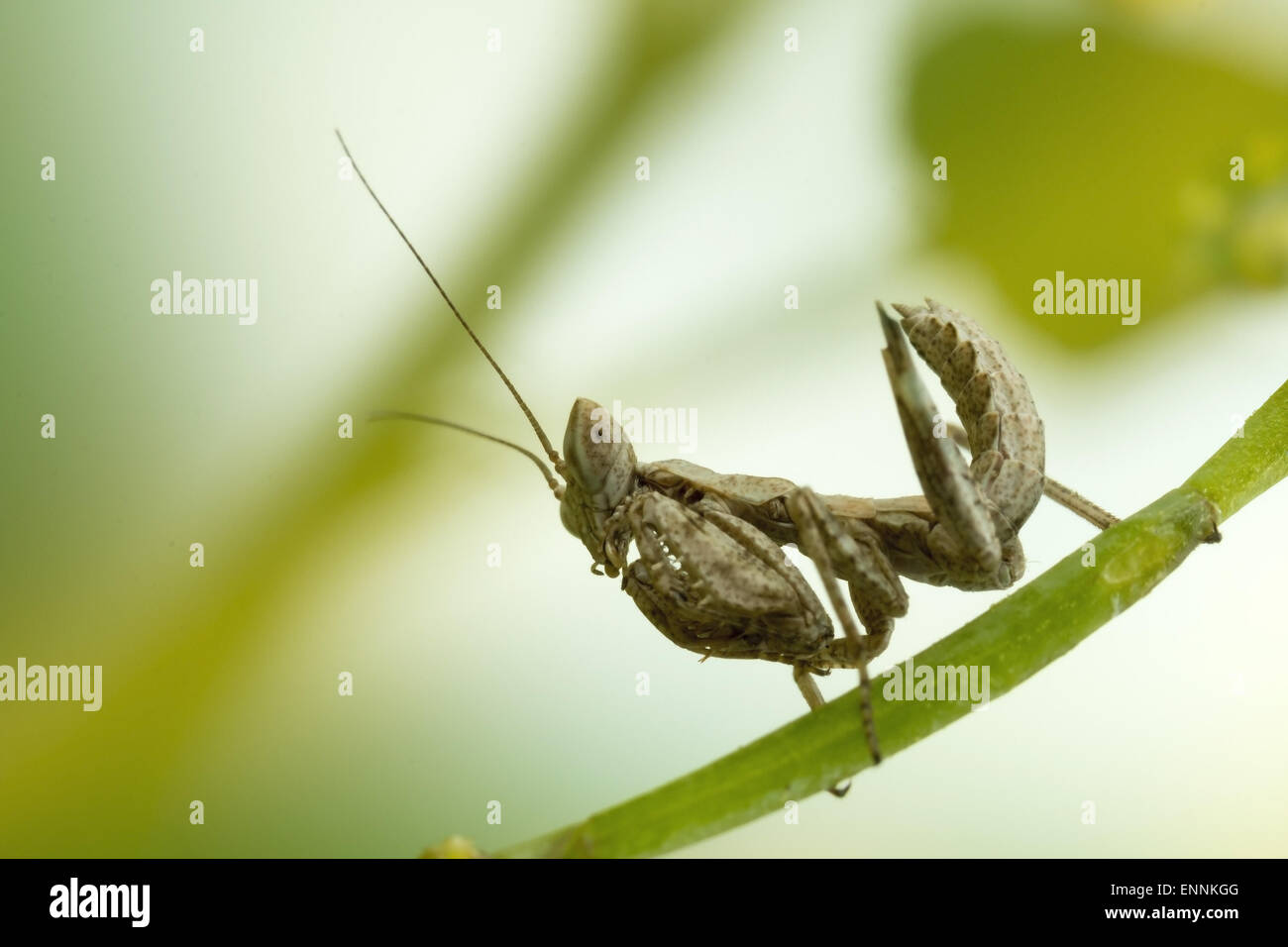 A very small and young immature praying mantis Stock Photo - Alamy