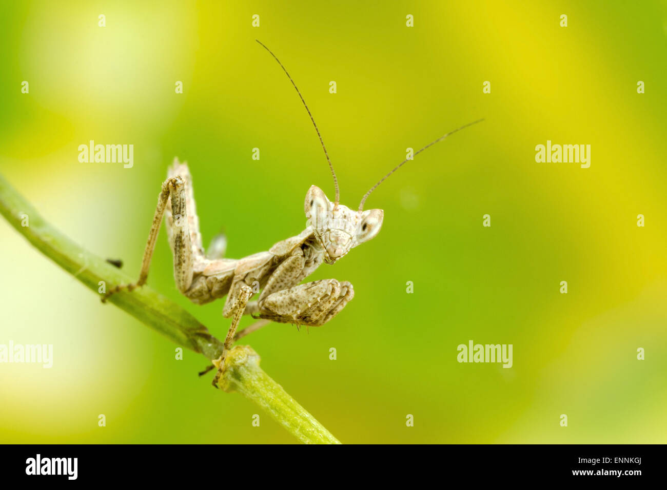A very small and young immature praying mantis Stock Photo - Alamy