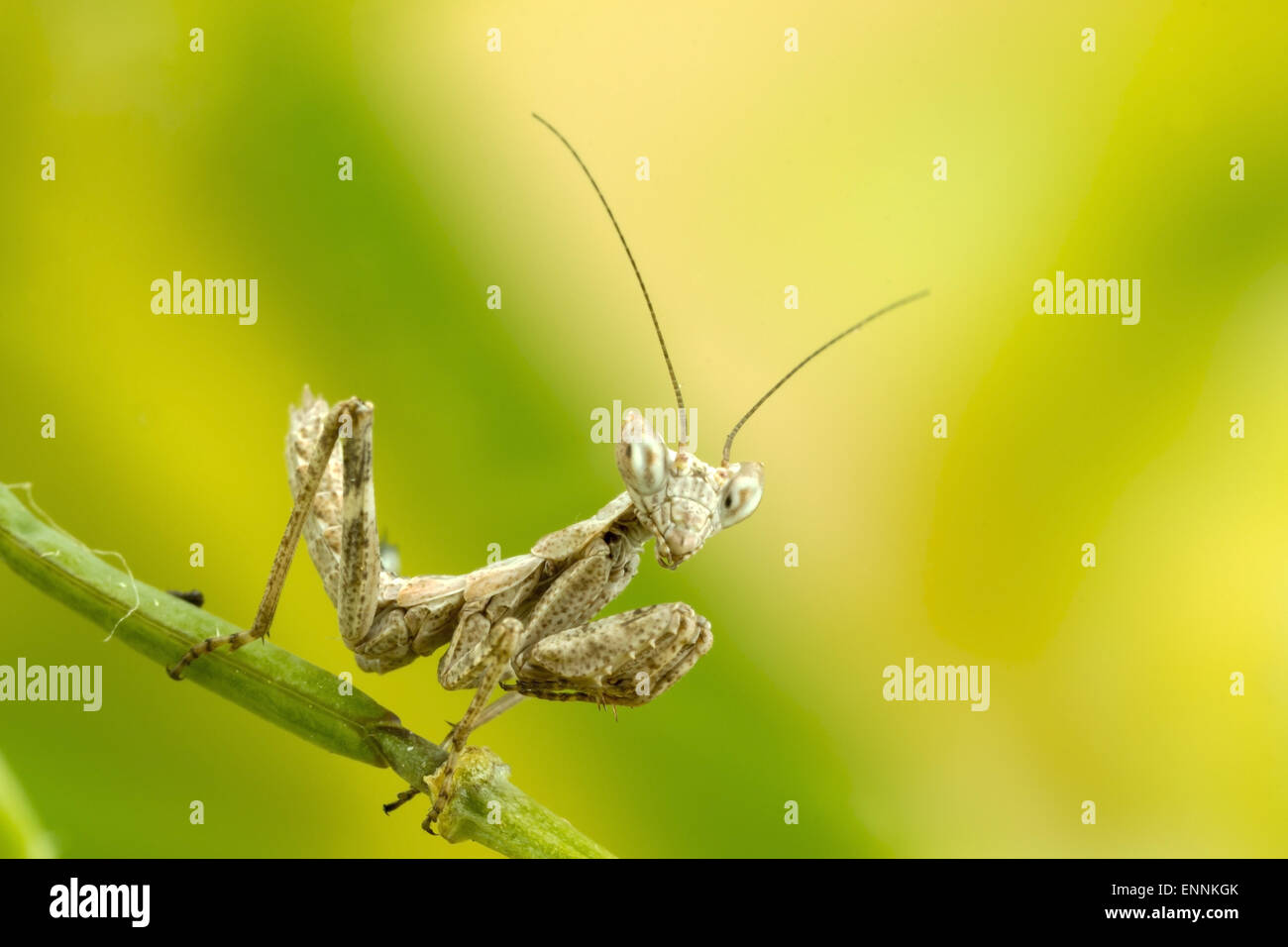 A very small and young immature praying mantis Stock Photo - Alamy