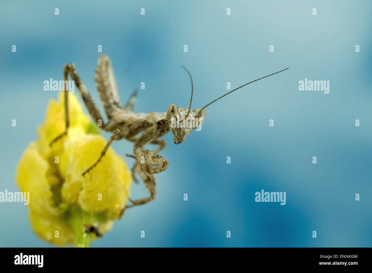 A very small and young immature praying mantis Stock Photo - Alamy