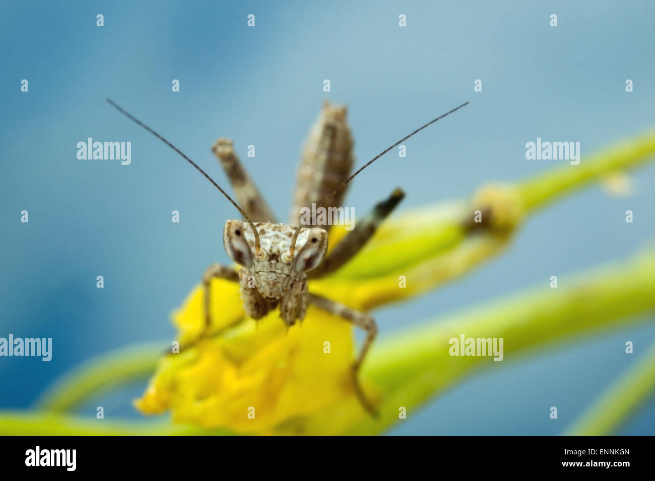 A very small and young immature praying mantis Stock Photo - Alamy