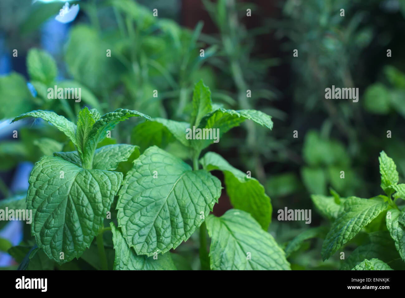 Peppermint mint hi-res stock photography and images - Alamy