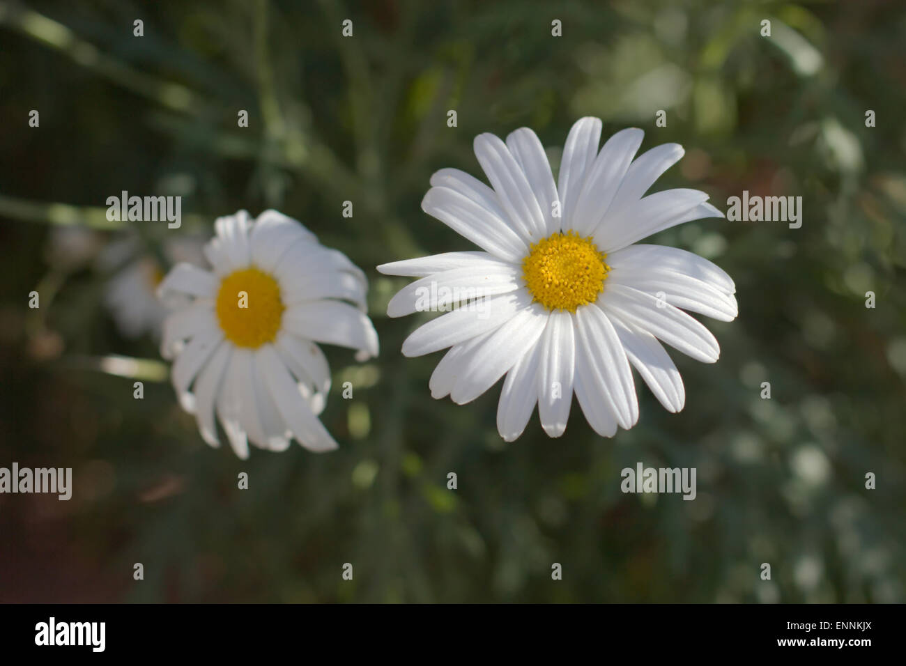 Daisy in the sun Stock Photo - Alamy