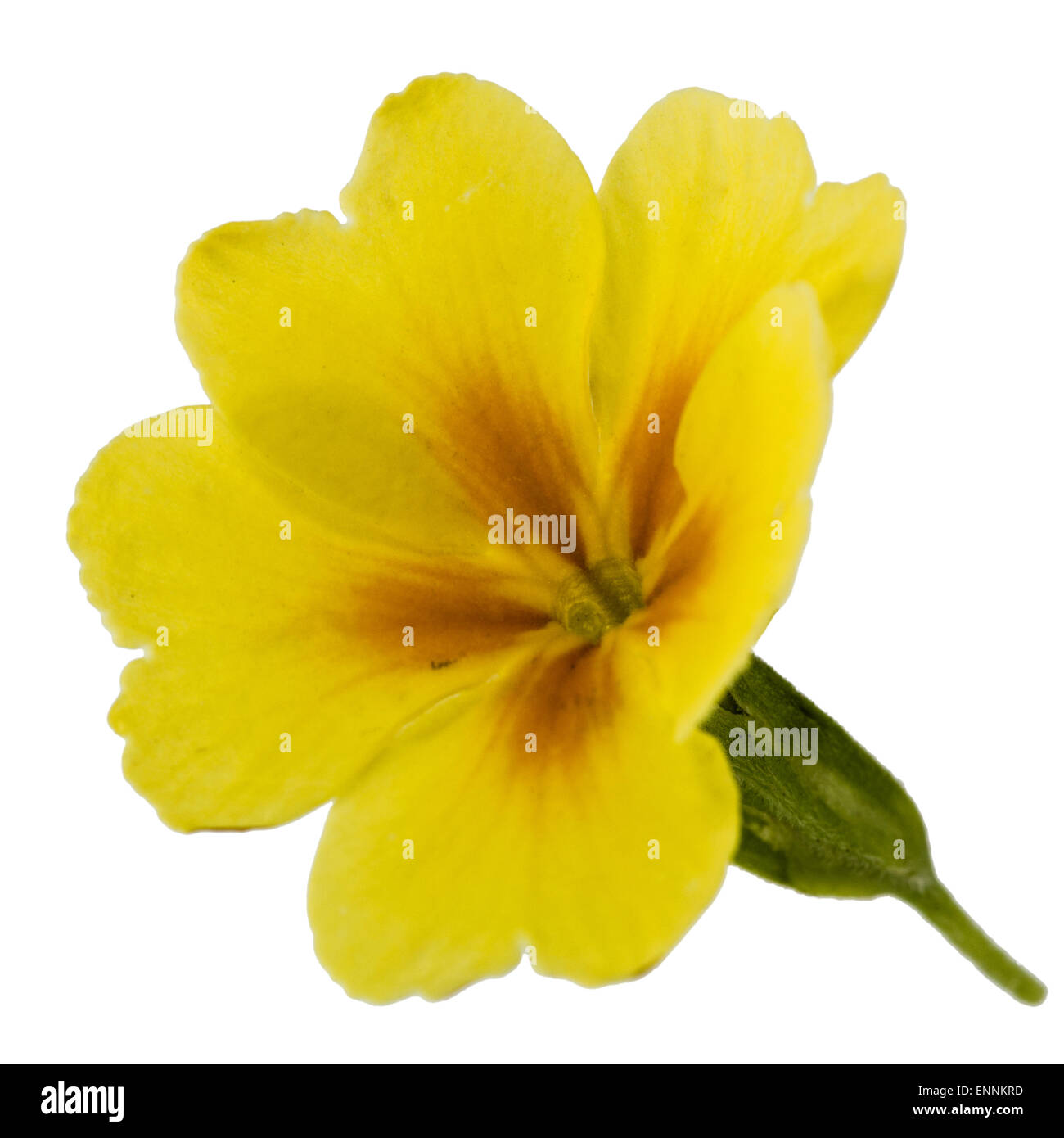 Flower of yellow primrose, isolated on white background Stock Photo - Alamy