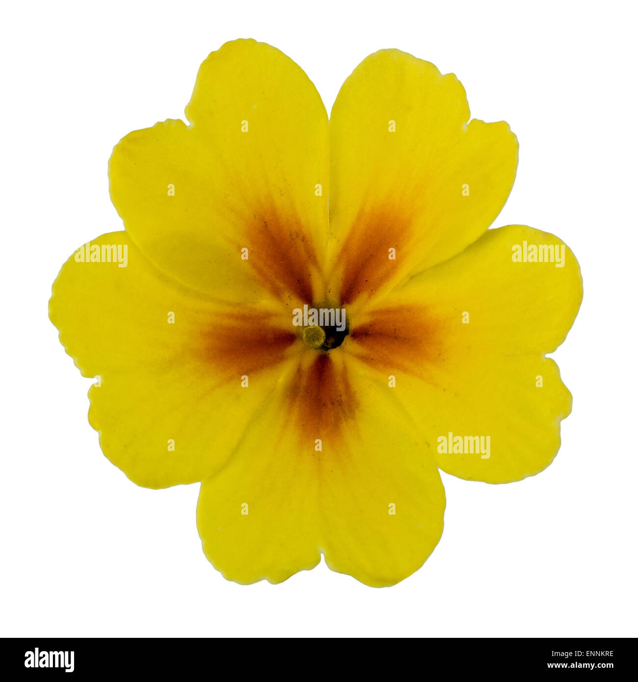Flower of yellow primrose, isolated on white background Stock Photo - Alamy