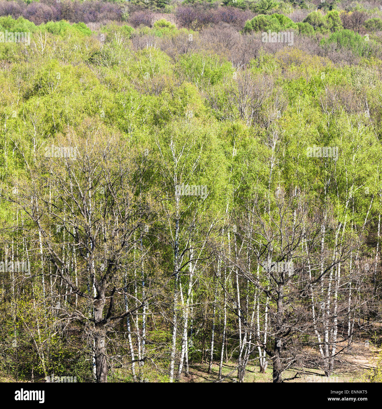 natural background - above view of green woods trees in sunny spring ...