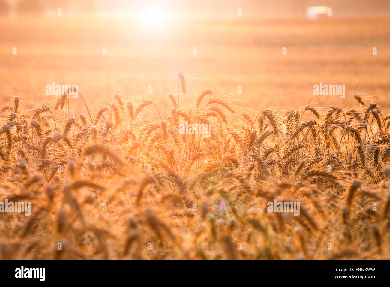 Wheat field ready for harvest growing in a farm field Stock Photo - Alamy