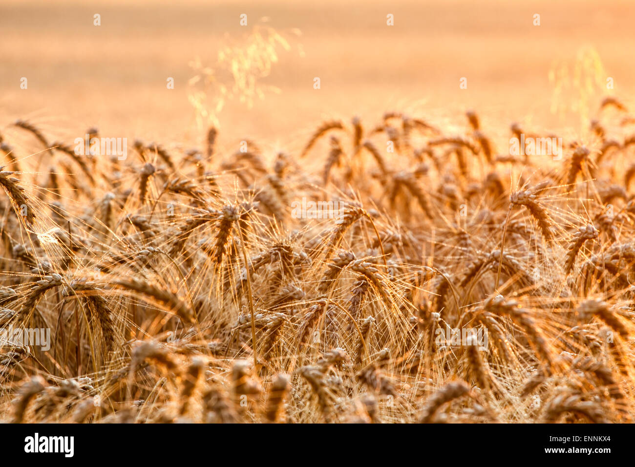 Wheat field ready for harvest growing in a farm field Stock Photo - Alamy