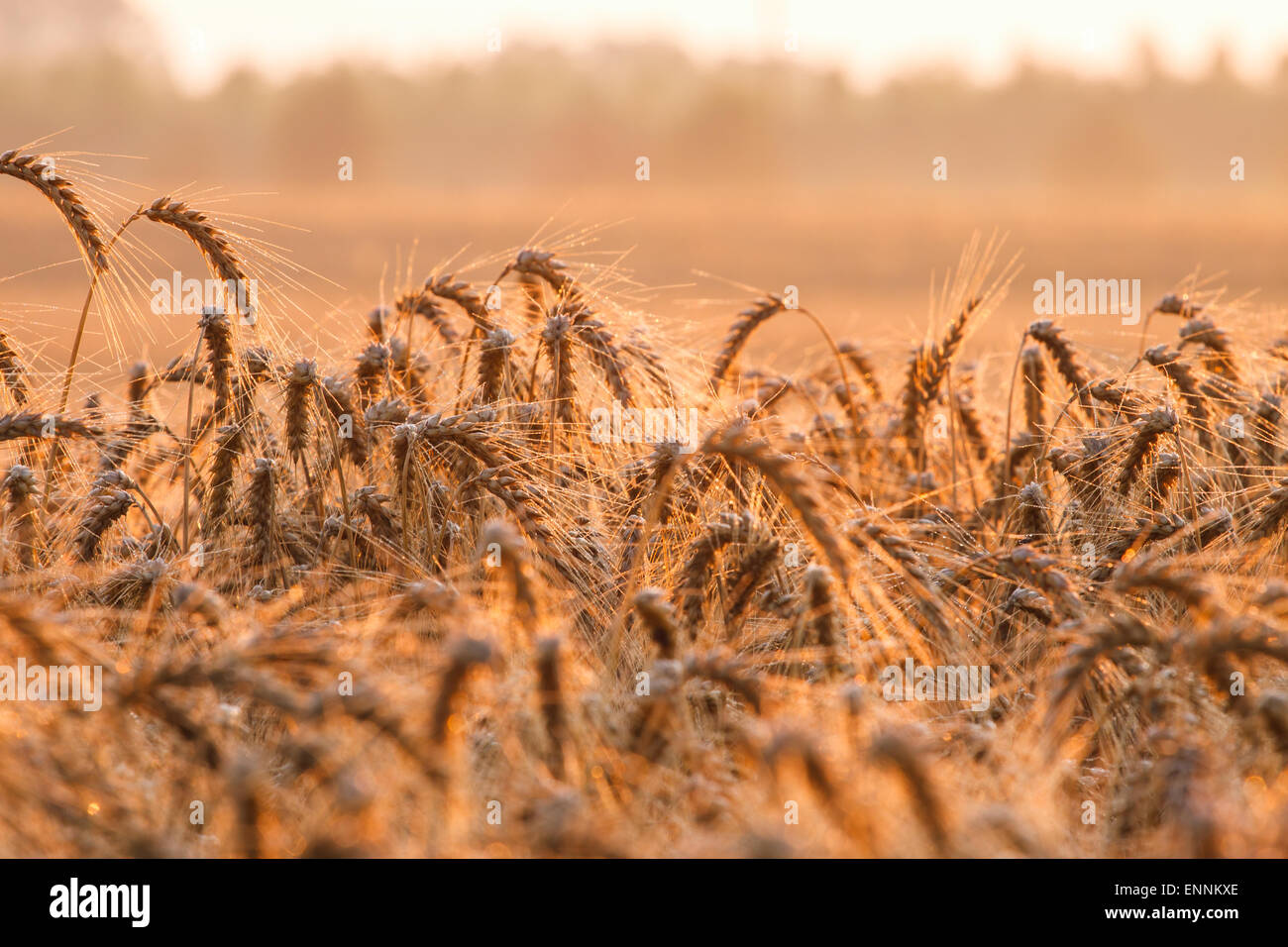 Wheat field ready for harvest growing in a farm field Stock Photo - Alamy