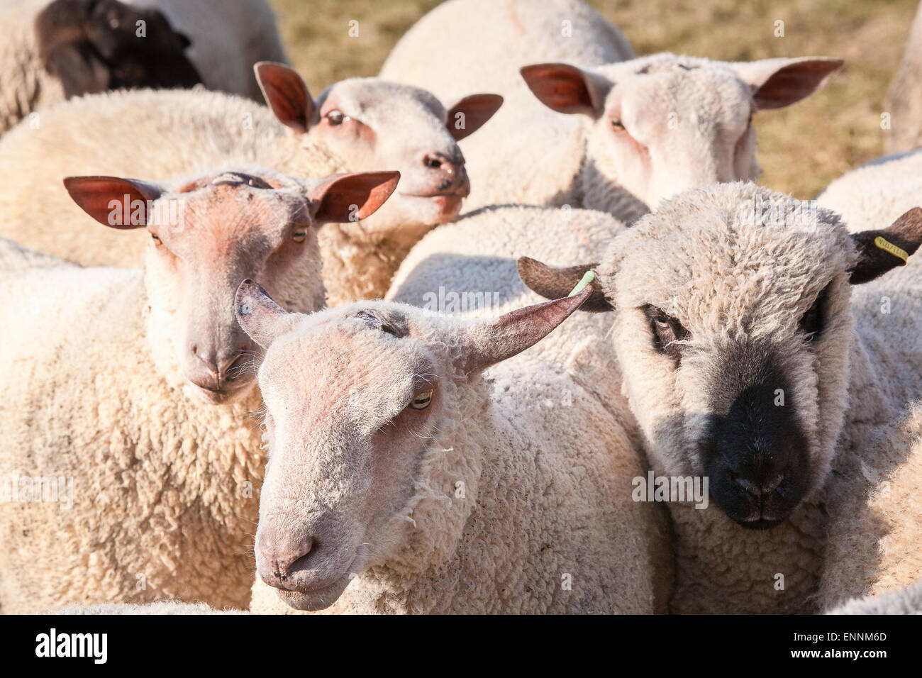 Sheep during a winter snow storm in February. Snowy field village of ...