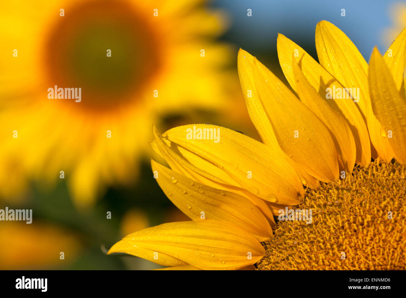 Big bright happy sunflower hi-res stock photography and images - Alamy